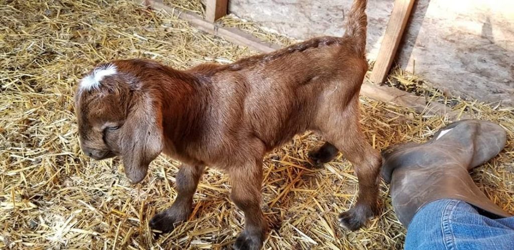 Selenium Deficiency and White Muscle Disease in Goats - Goat Journal